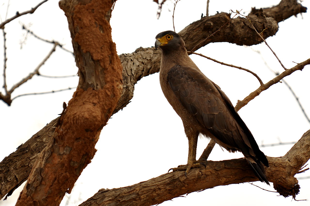 Andaman Islands Rainforests | One Earth